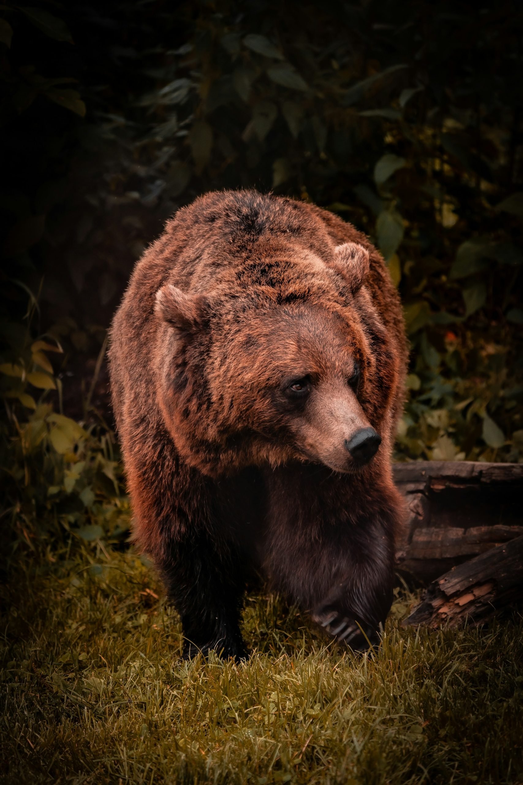 Quels sont les meilleurs spots pour observer les ours au parc national ...